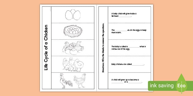 Life Cycle of a Chicken Worksheet Flap Book | Twinkl USA