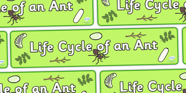 FREE! - Ant Life Cycle Display Banner (teacher made)