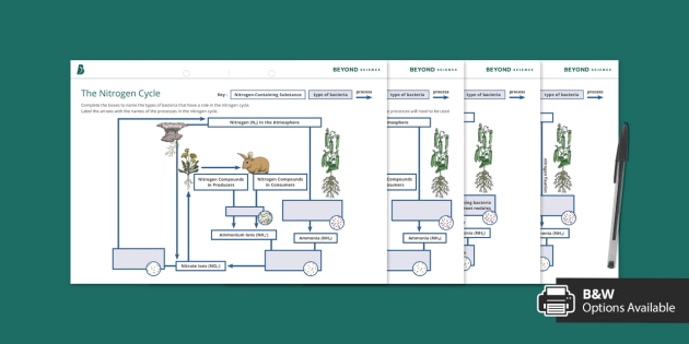 Nitrogen Cycles Biology | twinkl.co.uk