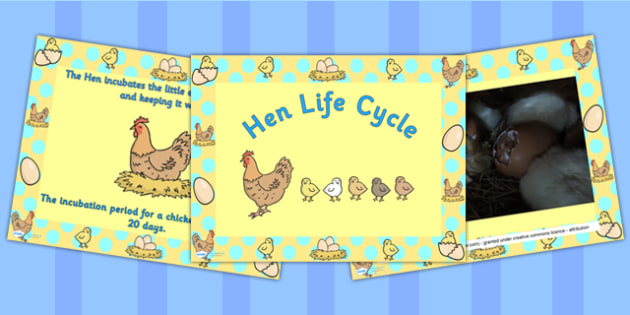 Hen Life Cycles | twinkl.com.au