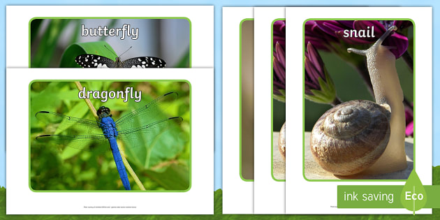 Minibeast Display Photos - Primary Resource - Living Things