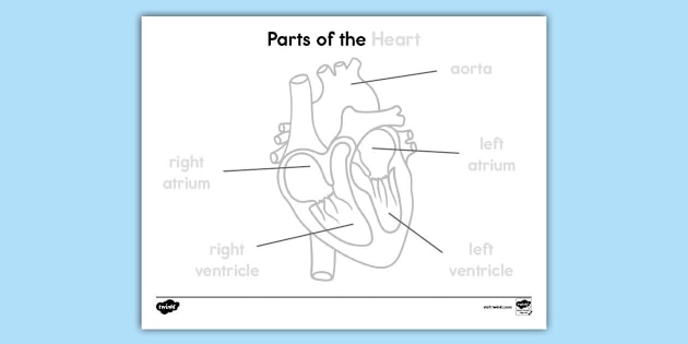 heart parts coloring pages