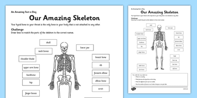 Our Amazing Skeleton Worksheet Skeleton With Labels