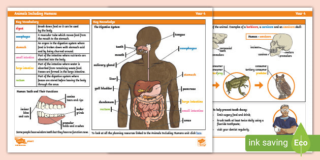 Year 4 Science Knowledge Organiser: Animals Including Humans