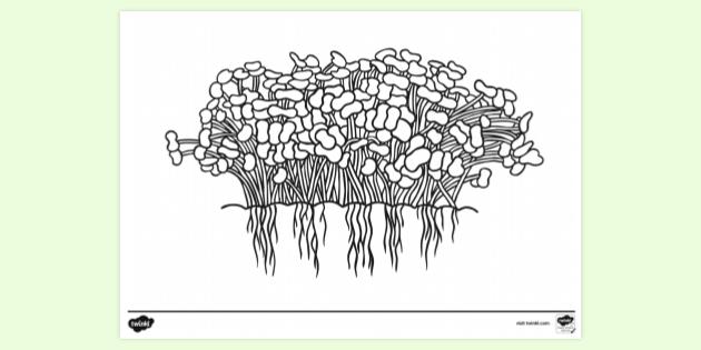 FREE! - Cress Colouring Sheet (Teacher-Made)