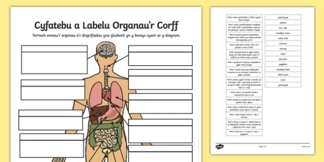 Gweithgaredd Cyfatebu a Labelu Organau'r Corff