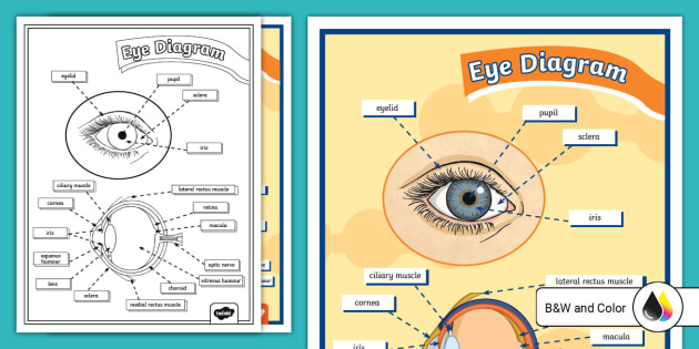 Eyeball Diagram For Kids Parts Of An Eye | Worksheet | Education.com