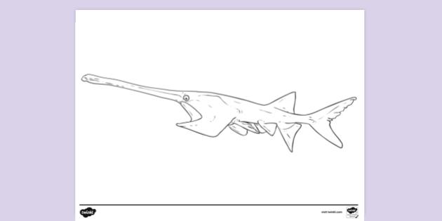 FREE! - White Paddlefish Colouring Sheet | Colouring Sheets