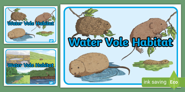 FREE! - Water Vole Habitat Display pictures - Classroom Display