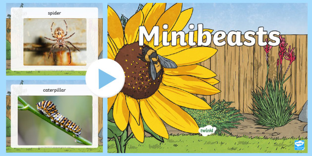 Minibeasts Photo PowerPoint - Insects Photopack