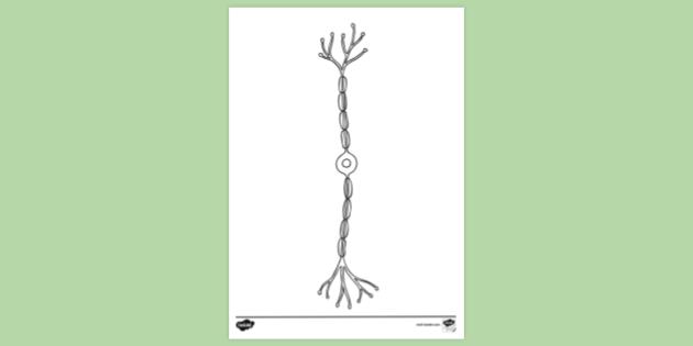 FREE! - Relay Neuron Colouring Sheet | Colouring Sheets