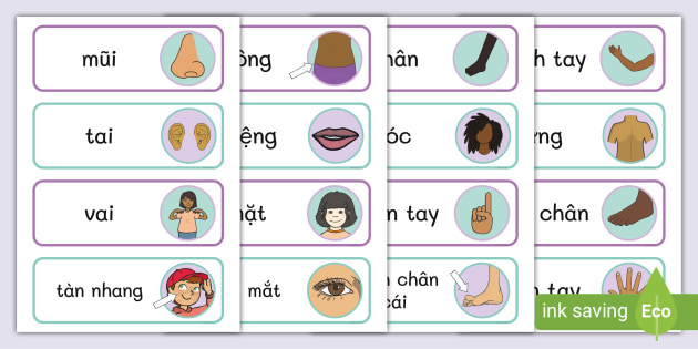 Flashcard Minh Họa Các Bộ Phận Trên Cơ Thể Bé