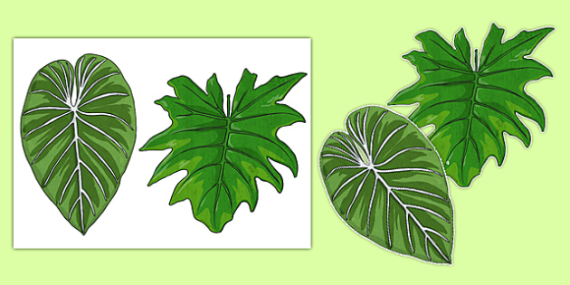 Rainforest Leaves Display Cut Outs Rainforest Leaves