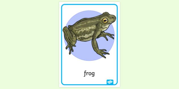FREE! - Frog Display Poster | Primary Resources