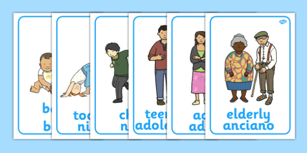 Human Growth Display Posters Spanish Translation