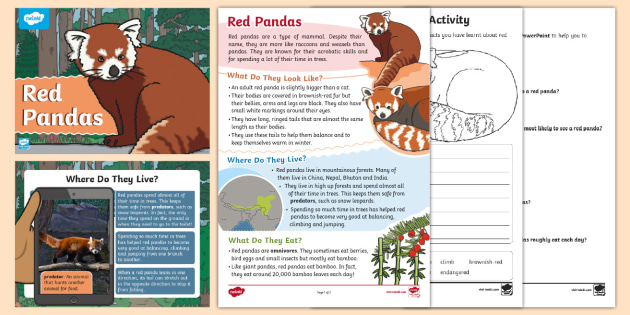 KS1 Red Pandas Teaching Pack (Teacher-Made)