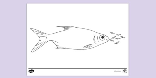 FREE! - Small Fish Feeding On Plankton Colouring | Colouring Sheets