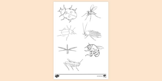 Free Colouring Page of Insects | Colouring Sheet