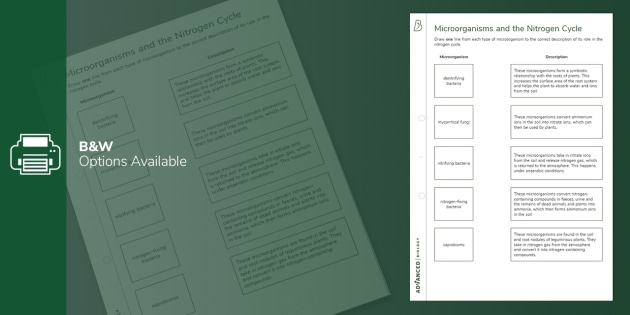 Nitrogen Cycles Biology | twinkl.co.uk