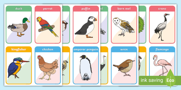 18 Free Wild Birds Flashcards In English Pdf Files Animals Theme