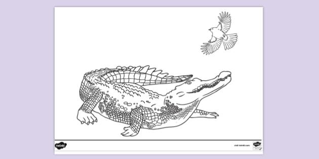 FREE! - Crocodile and Bird_Colouring Sheet (teacher made)