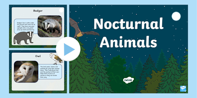 Nocturnal Animals Biology | twinkl.co.uk