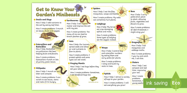 School Garden Minibeasts Display Poster