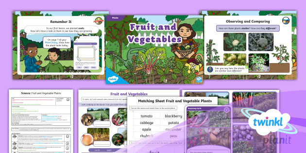 Science: Plants: Fruit and Vegetable Plants Year 1 Lesson 5