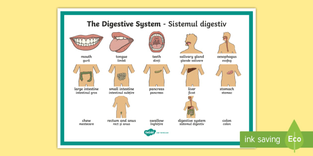 The Digestive System Word Mat English/Romanian