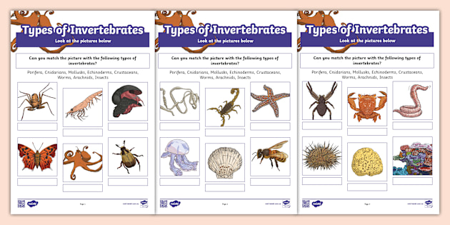 Vertebrates Invertebrates Esl Worksheet By Tawilrim