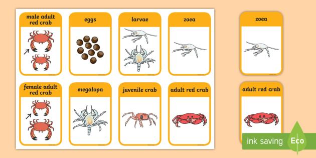 Red Crab Life Cycle Flashcards (teacher made)