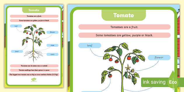 Tomato Poster (teacher made)