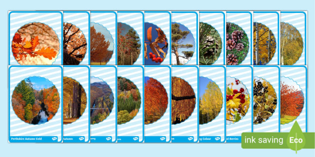 Autumn Trees Photo Pack - CfE - First Level - Twinkl