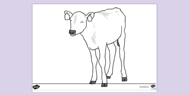 FREE! - Calf_Colouring Sheet (teacher made)