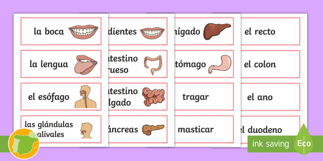 Tarjetas de vocabulario: El aparato digestivo