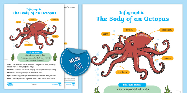 Octopus Anatomy For Kids 9 Giant Pacific Octopus Facts That Will Blow