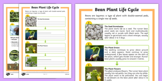 Bean Plant Life Cycle Differentiated Writing Frames
