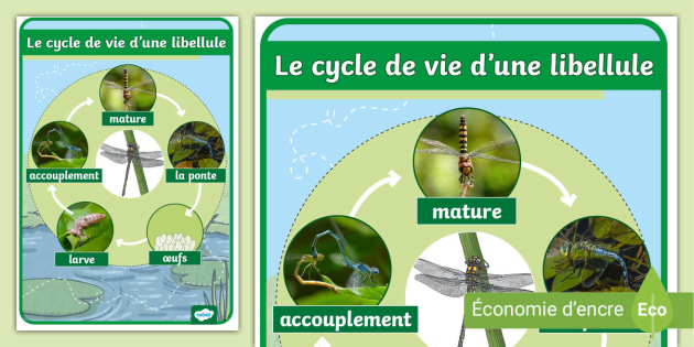 Le cycle de vie d'une libellule - poster (teacher made)