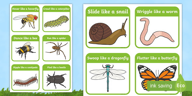 Minibeast Movement Cards (teacher made)