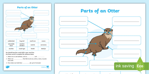 Parts of an Otter Labelling Activity,otter (teacher made)