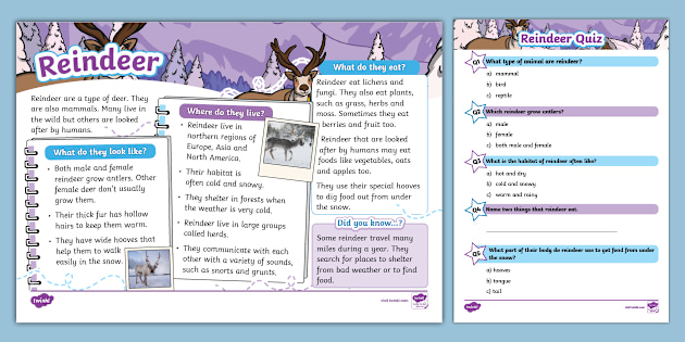 Reindeer Fact Files | twinkl.com.au