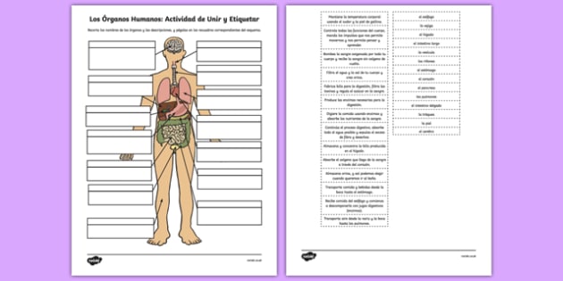 Ficha de actividad: El cuerpo humano (teacher made)