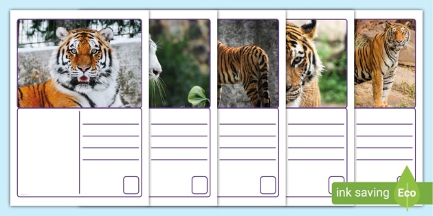 FREE! - Tiger Postcards (Teacher-Made)