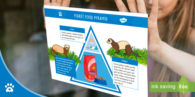 Ferret Food Pyramid - Display Poster - Ferrets - Twinkl Pets