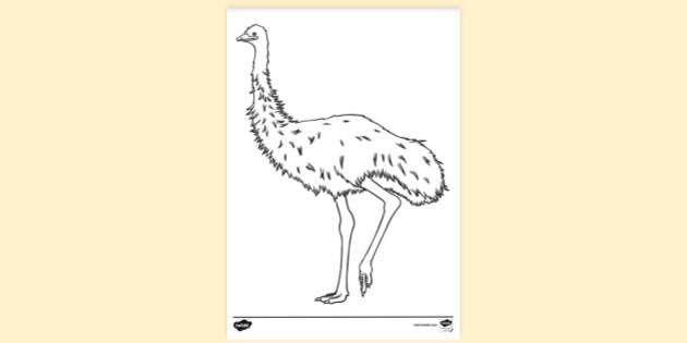 FREE! - Emu Colouring Sheet | Colouring Sheets