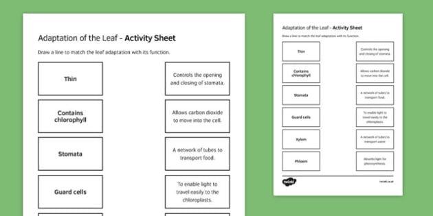 Leaf Adaptations Match and Draw (teacher made)