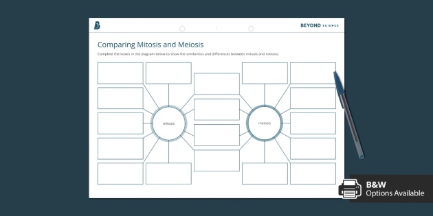 Blank Meiosis Worksheet