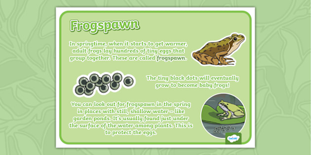 frog eggs information