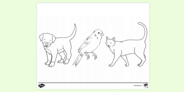 Pets Colouring | Colouring Sheets (teacher made)