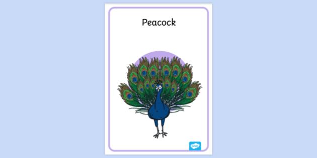 FREE! - Peacock Poster | Display Posters | Primary Resources